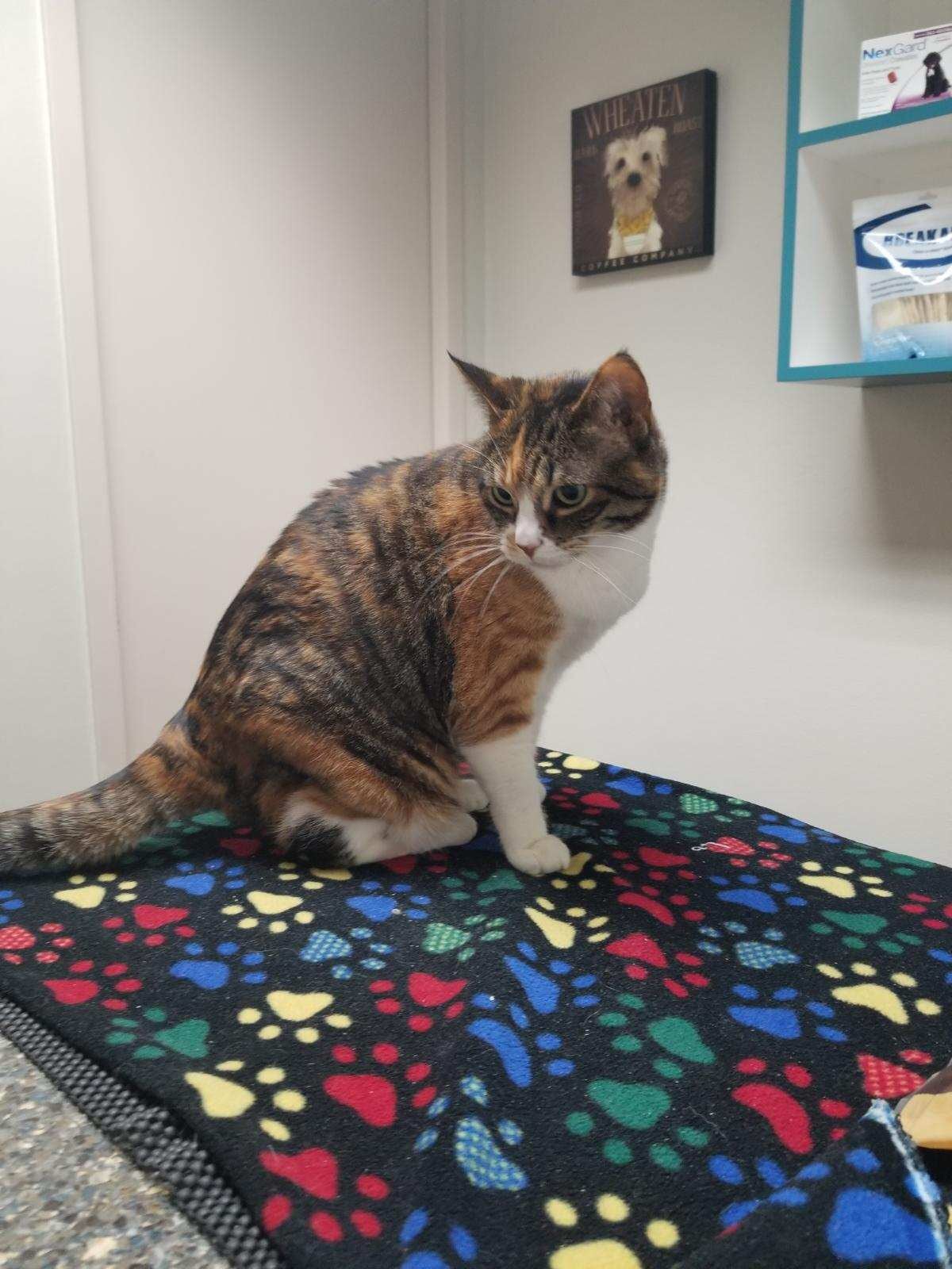 Photo Gallery - Vets and Pets of Lake Forest Animal Clinic